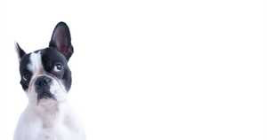 On-Prem Speech to Text: Private Cloud or Server - Picovoice